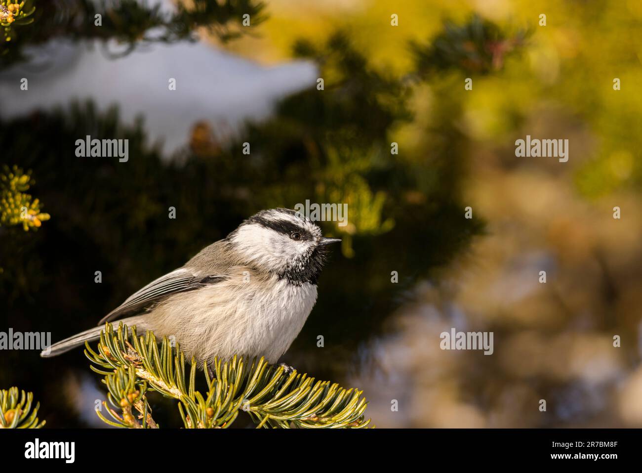 A small Mountain Chickadee sits perched atop a tall pine tree Stock ...