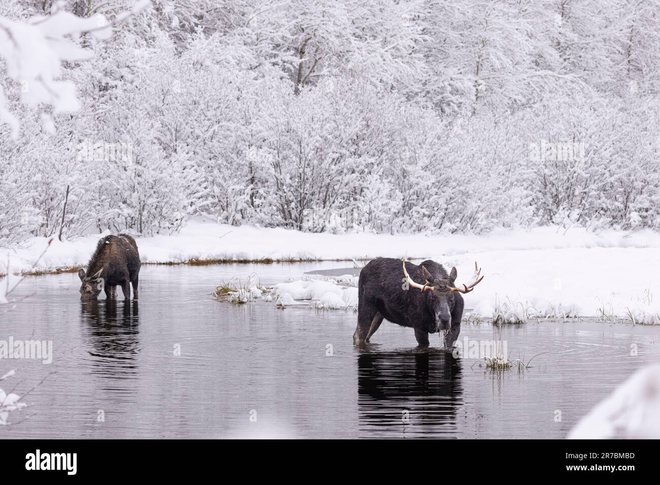 A group of majestic black moose stands atop a frozen lake blanketed in ...