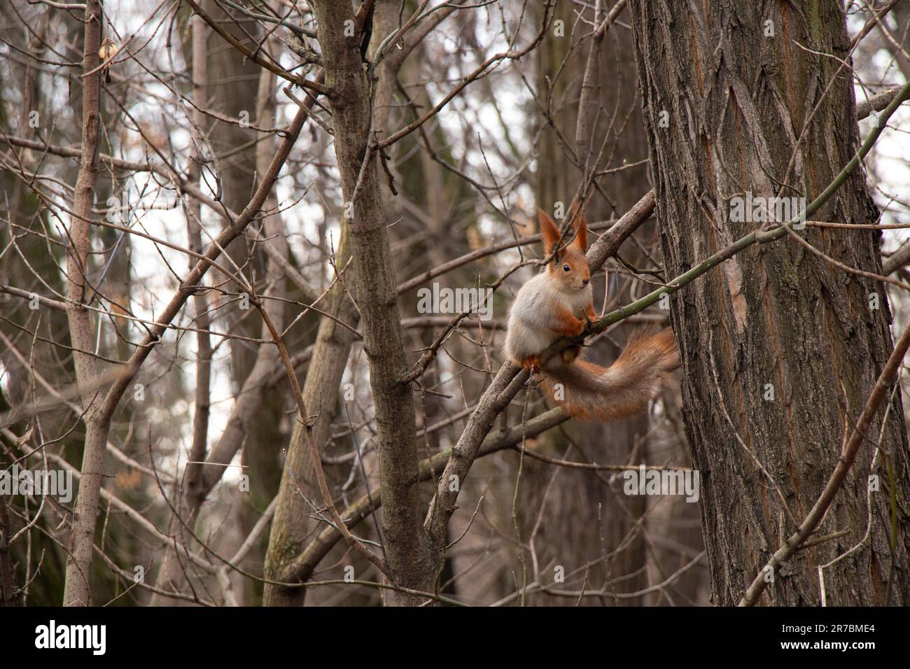Ukraine animal animals hi-res stock photography and images - Alamy