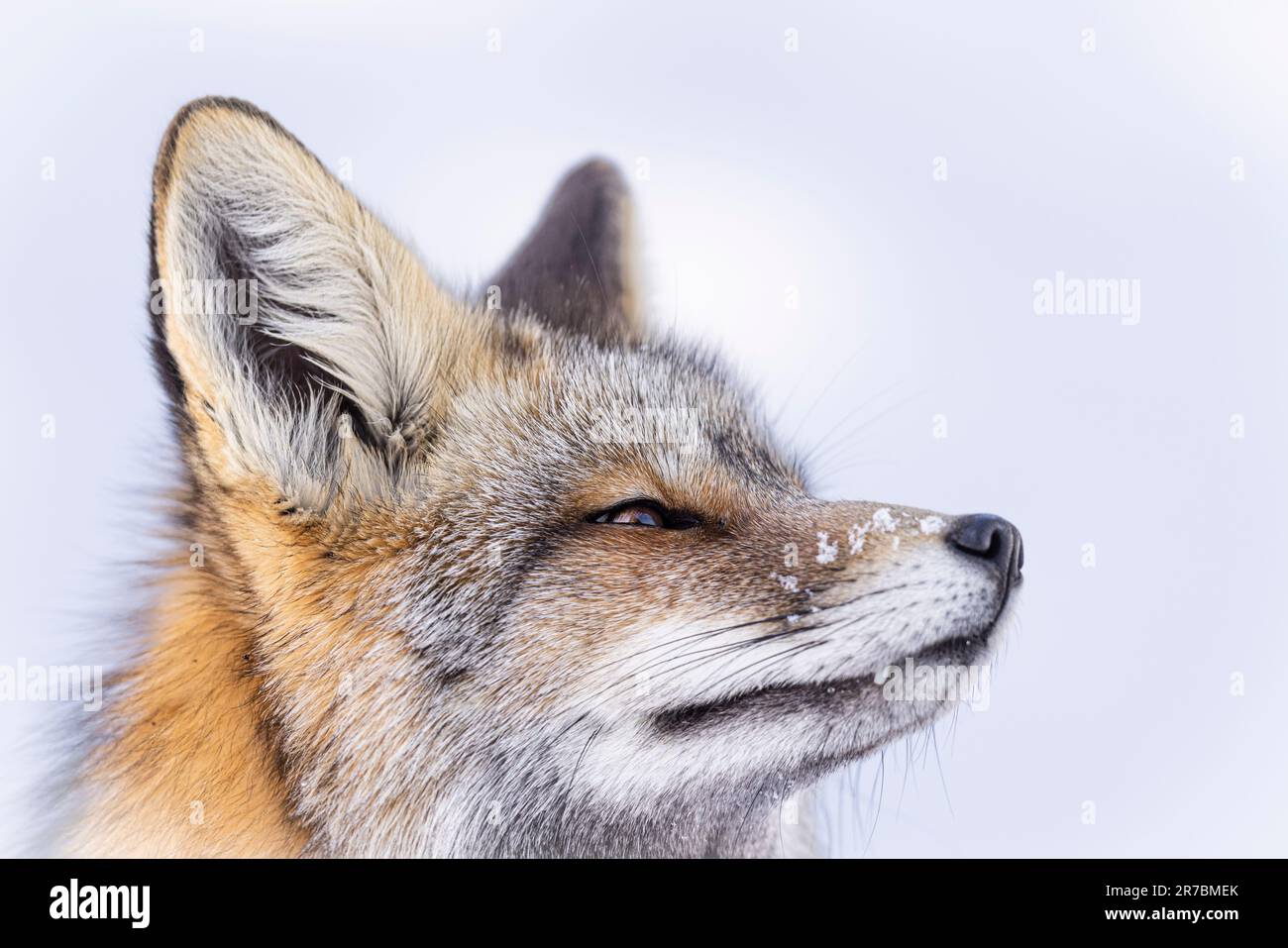 A close up of a red fox gazing intently in the direction of something ...