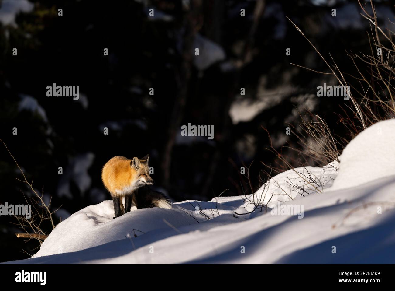 A red fox stands atop a snowy wooded area, cautiously navigating its ...