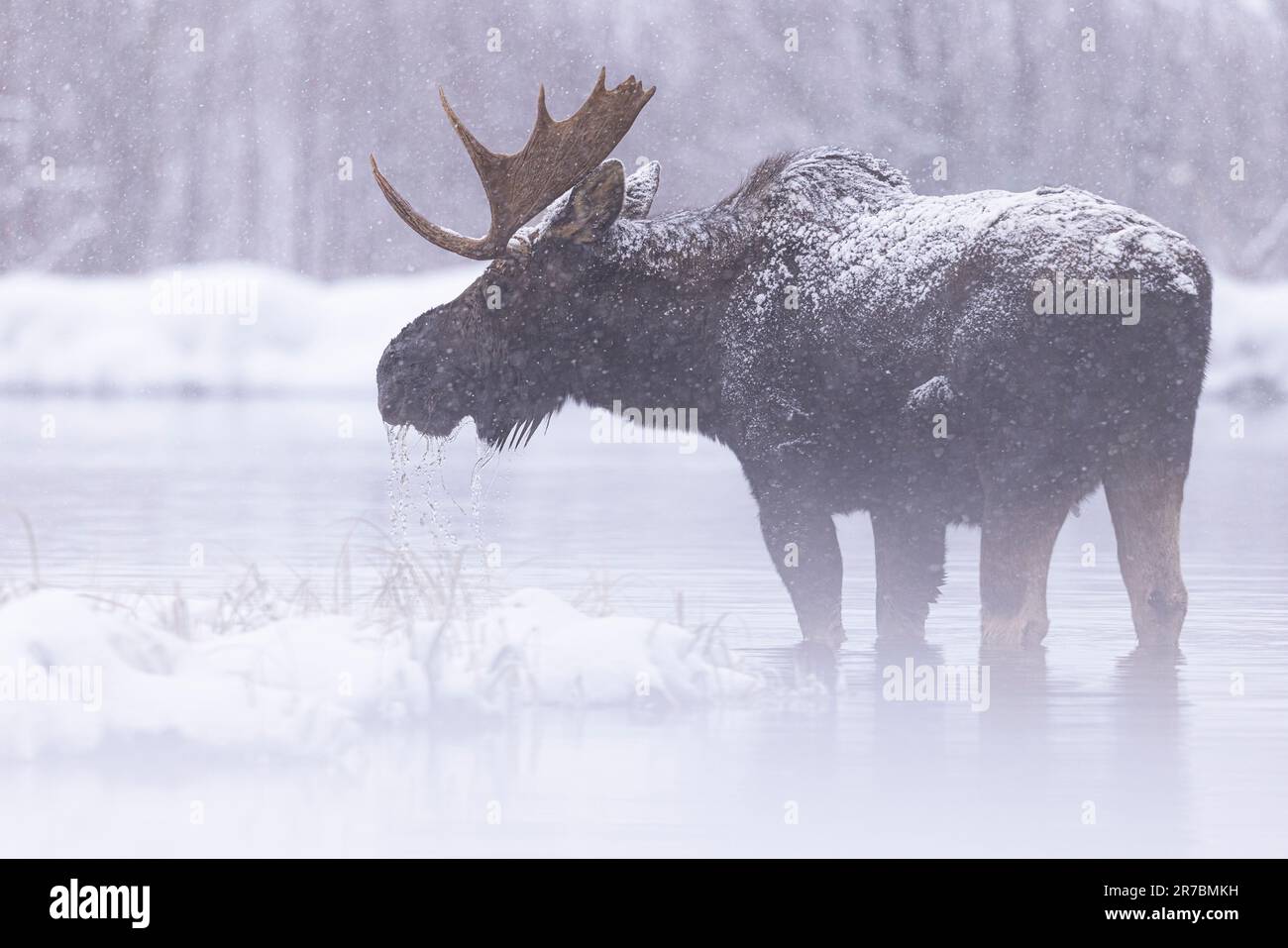 A majestic black moose stands atop a frozen lake blanketed in a layer ...