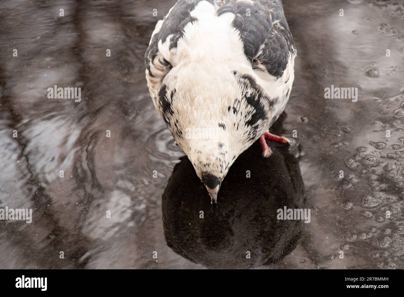 hunger on the road in winter Stock Photo - Alamy