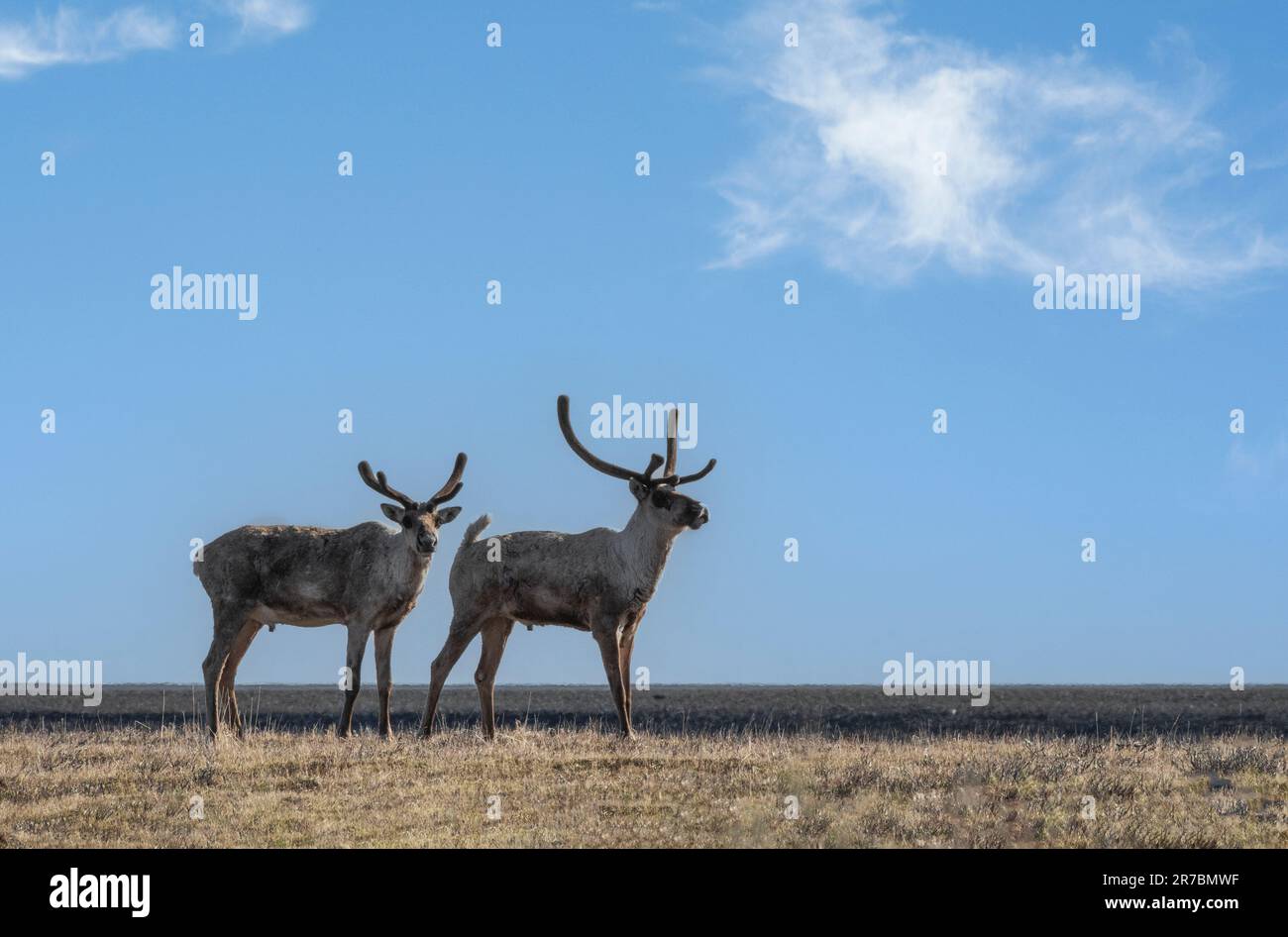 Brooks range caribou hi-res stock photography and images - Alamy
