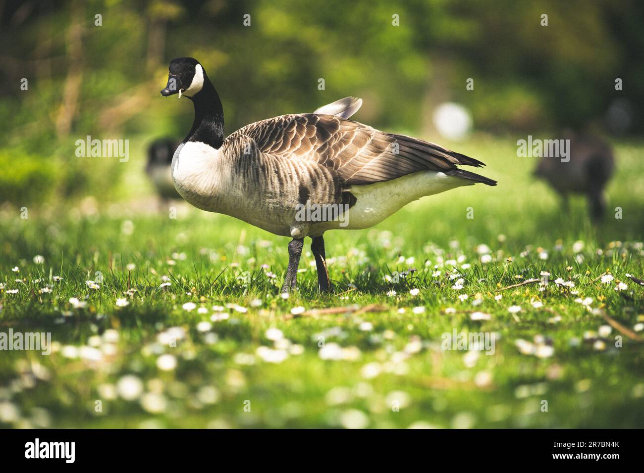 Pair of green birds hi-res stock photography and images - Alamy