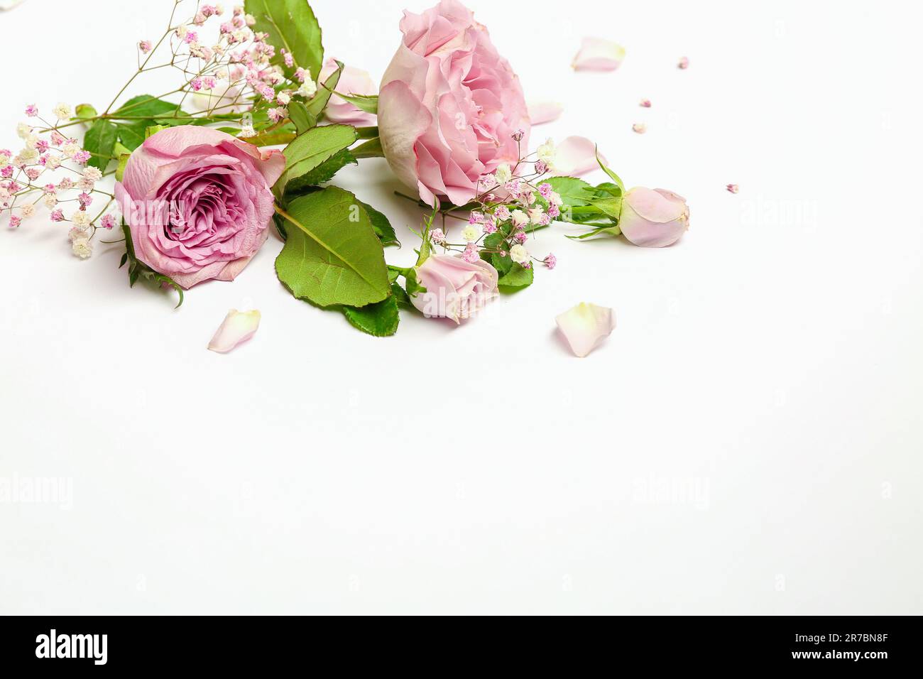 Beautiful pink flowers on white background Stock Photo - Alamy