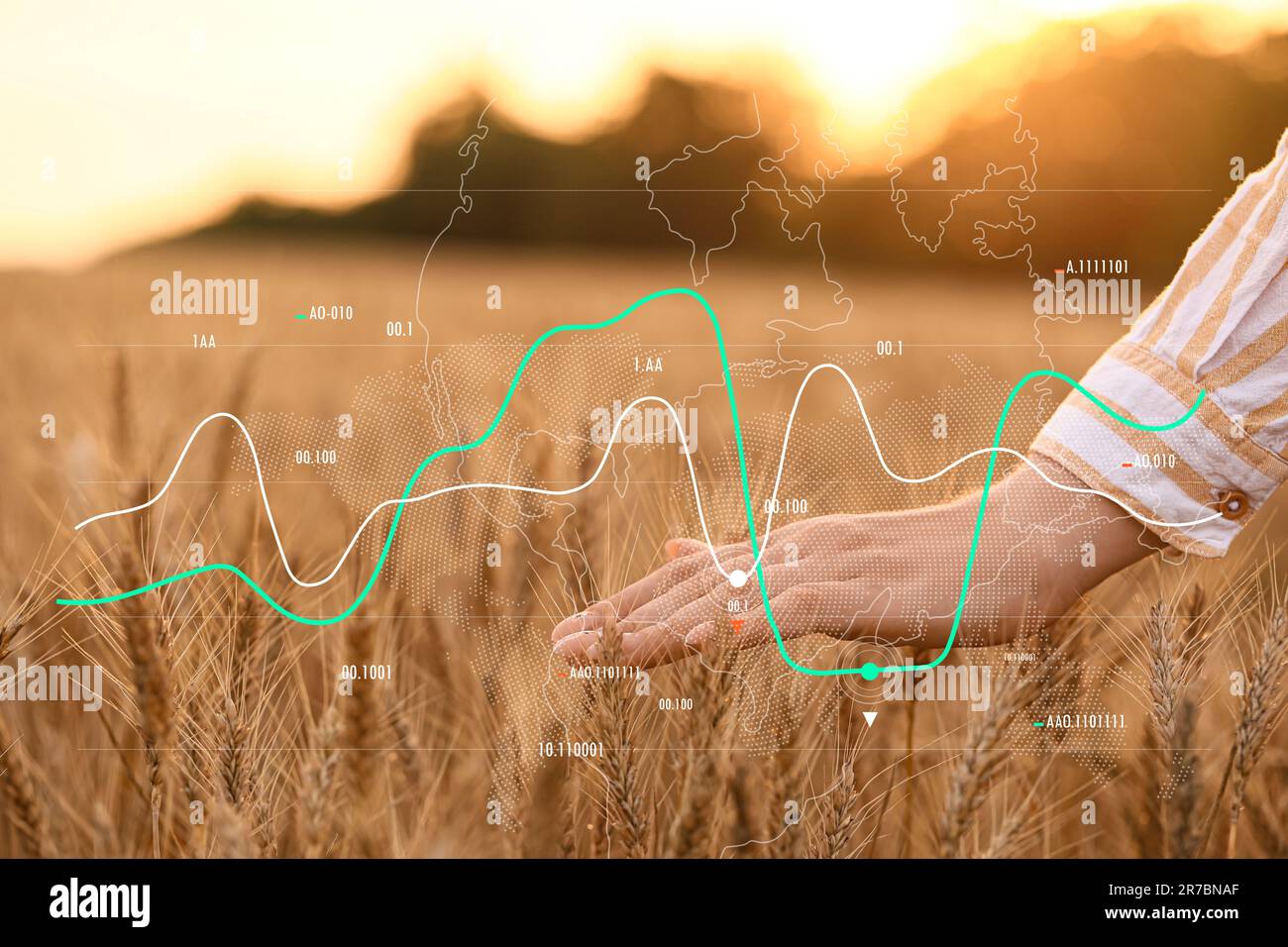 Virtual screen with graphs and female farmer in wheat field. Concept of ...