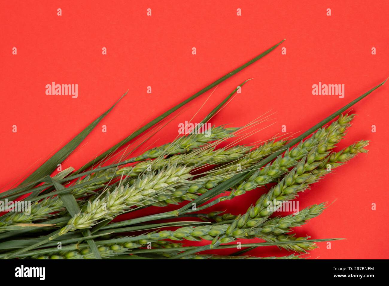 green wheat branches with field lie on a red background Stock Photo - Alamy
