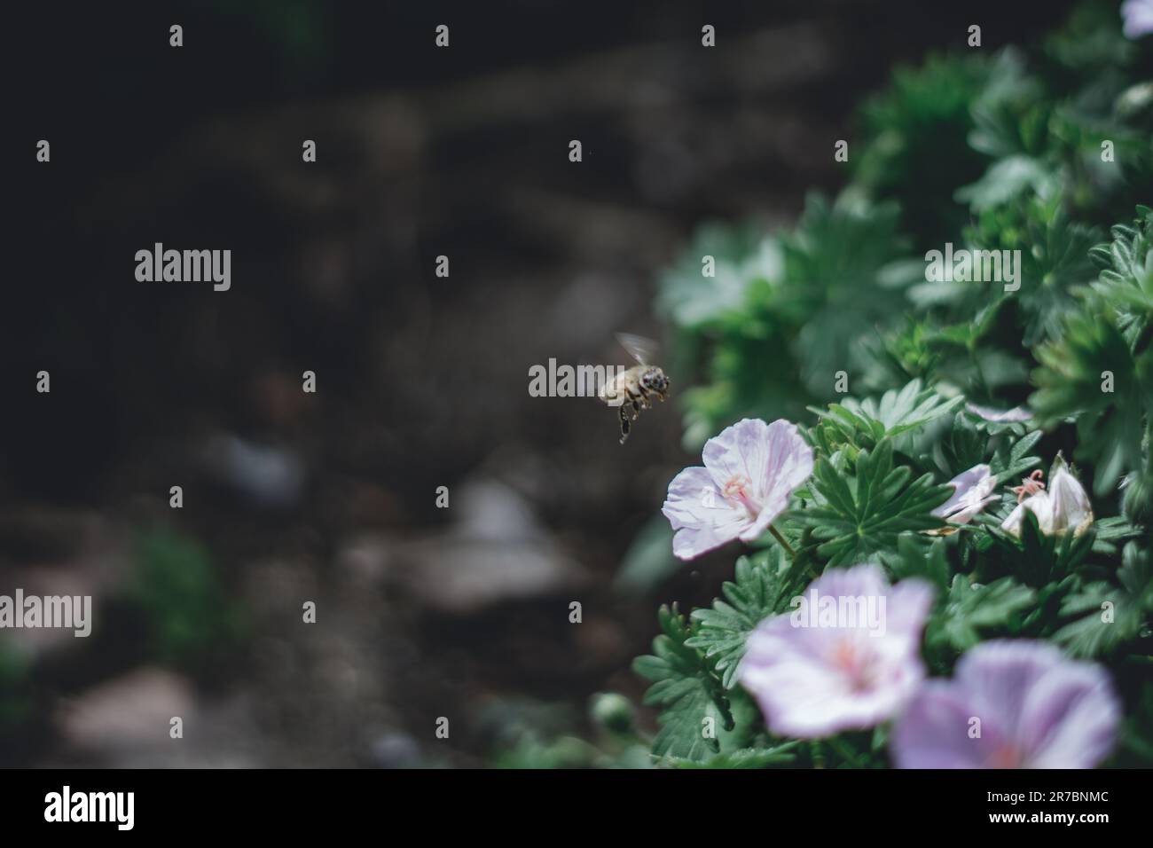 Bee hovering wings fluttering hi-res stock photography and images - Alamy