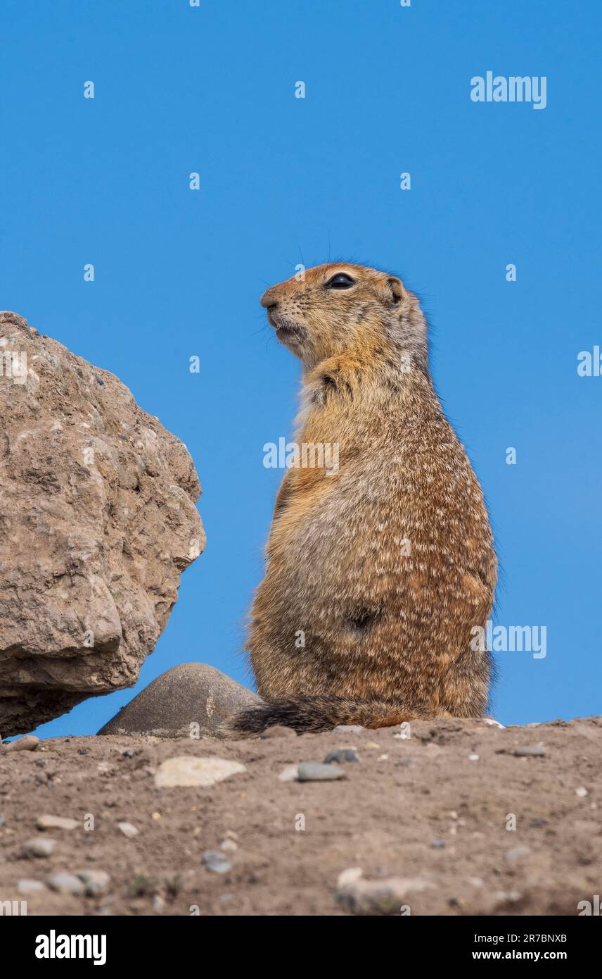 Ground squirrel tundra hi-res stock photography and images - Alamy