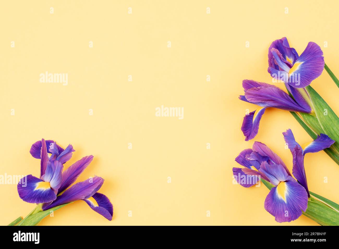 Three purple iris flowers on yellow background with copy space. Top ...