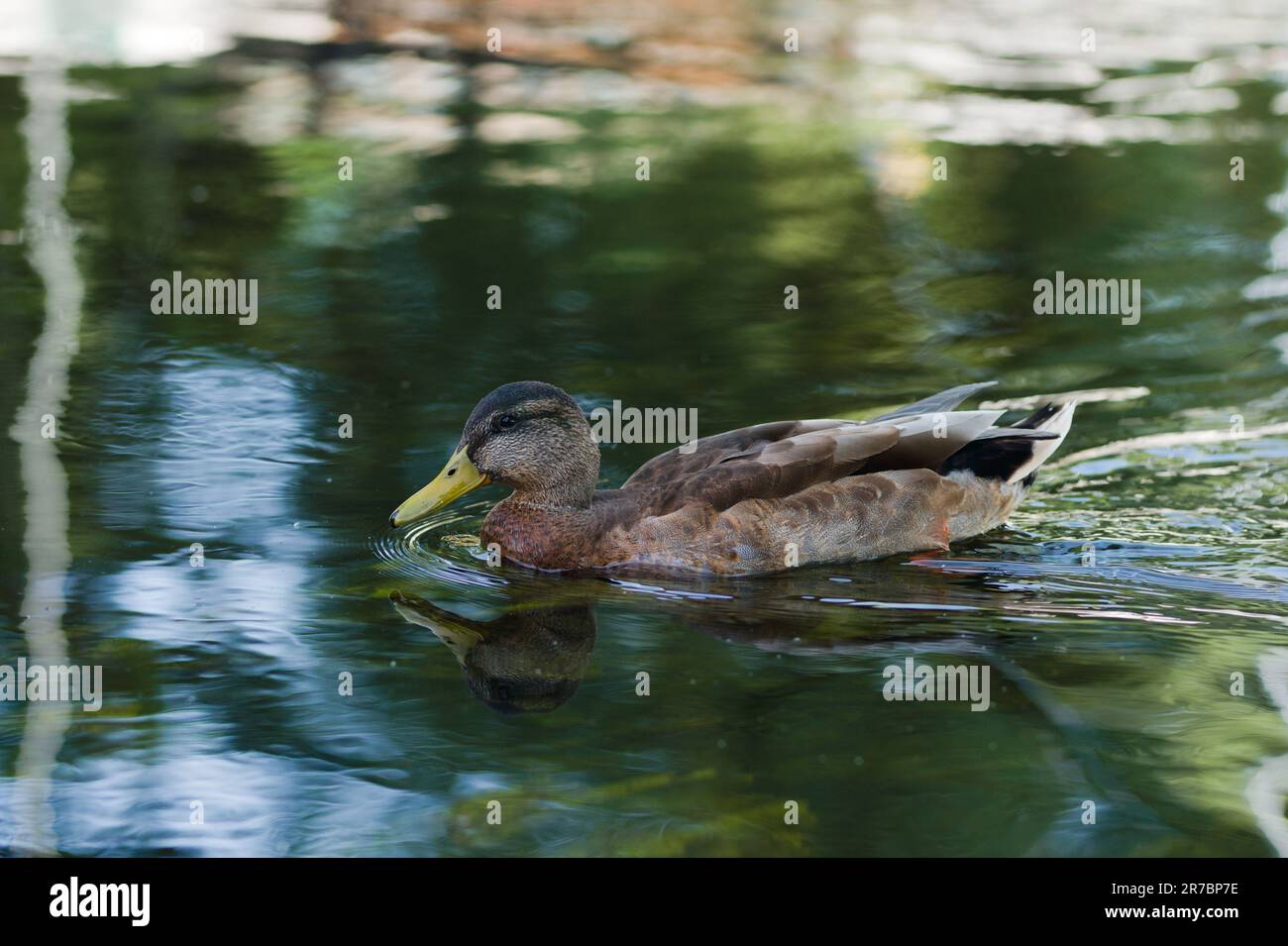 An American black duck swimming through the tranquil waters Stock Photo ...