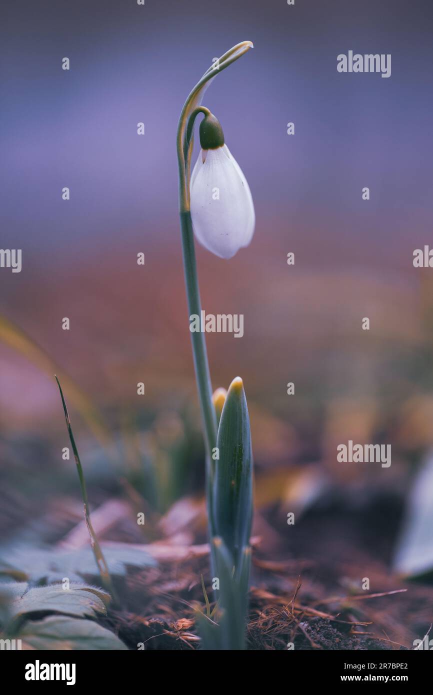 A close-up shot of a snowdrop flower in full bloom, its delicate petals ...