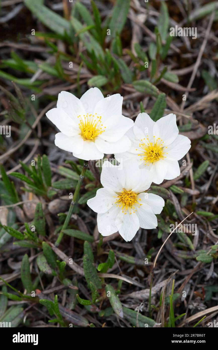 North America; United States; Alaska; Plants; Wildflowers; Mountain ...