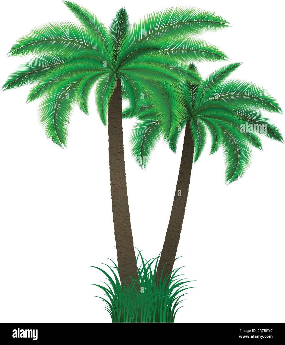 Detailed illustration of two palm trees in grass Stock Vector Image ...