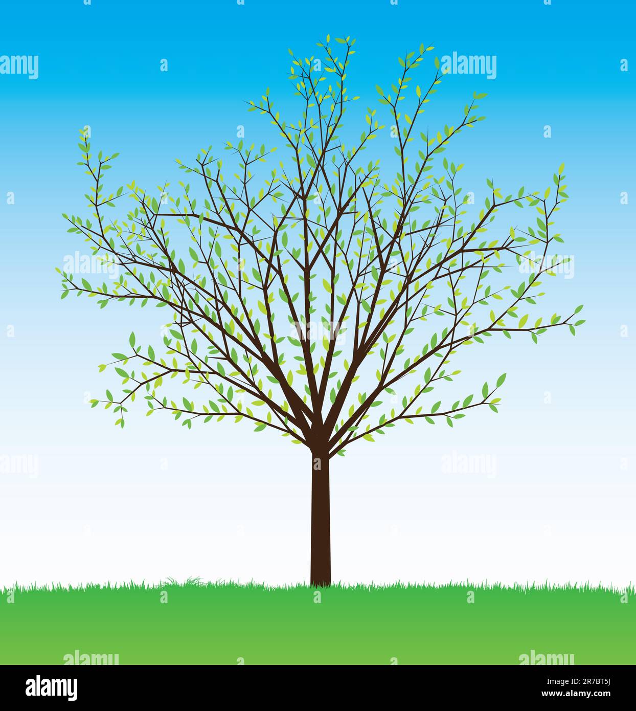 Vector illustration of summer season tree with green leaves on blue ...