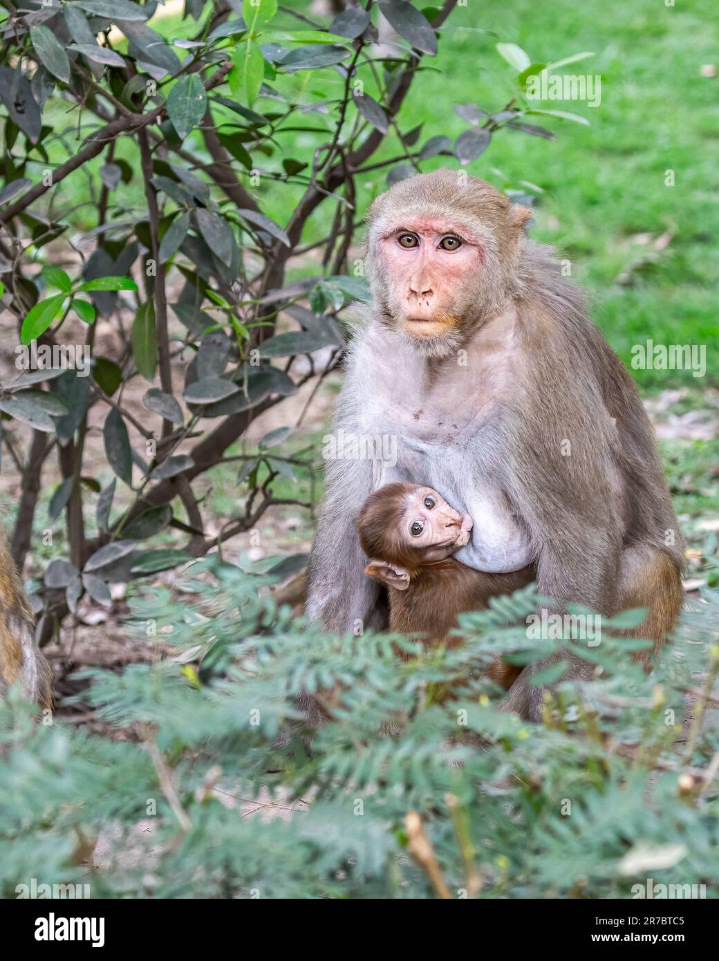A mother monkey feeding her baby Stock Photo - Alamy