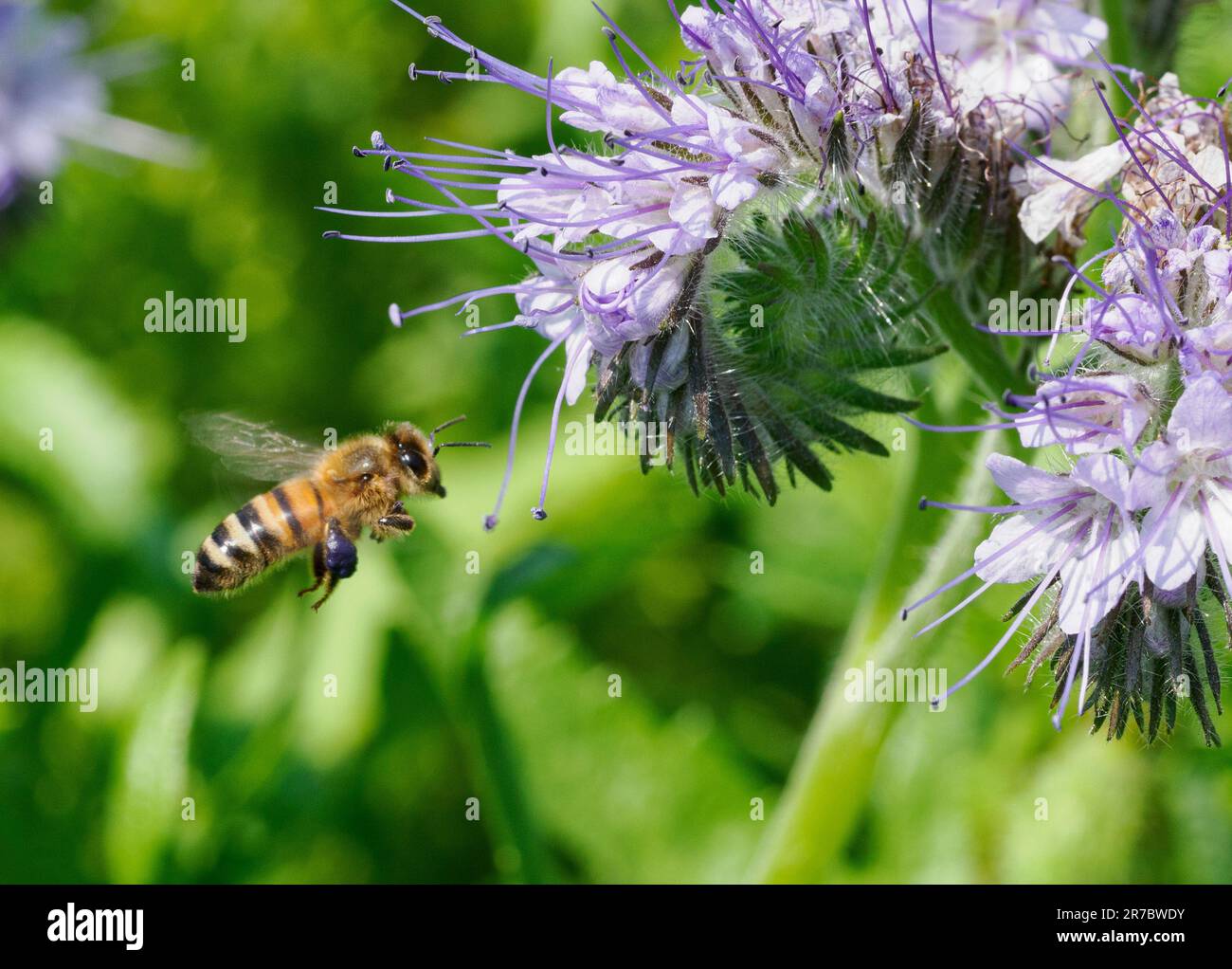 Worker bee foraging towards phacelia Stock Photo - Alamy