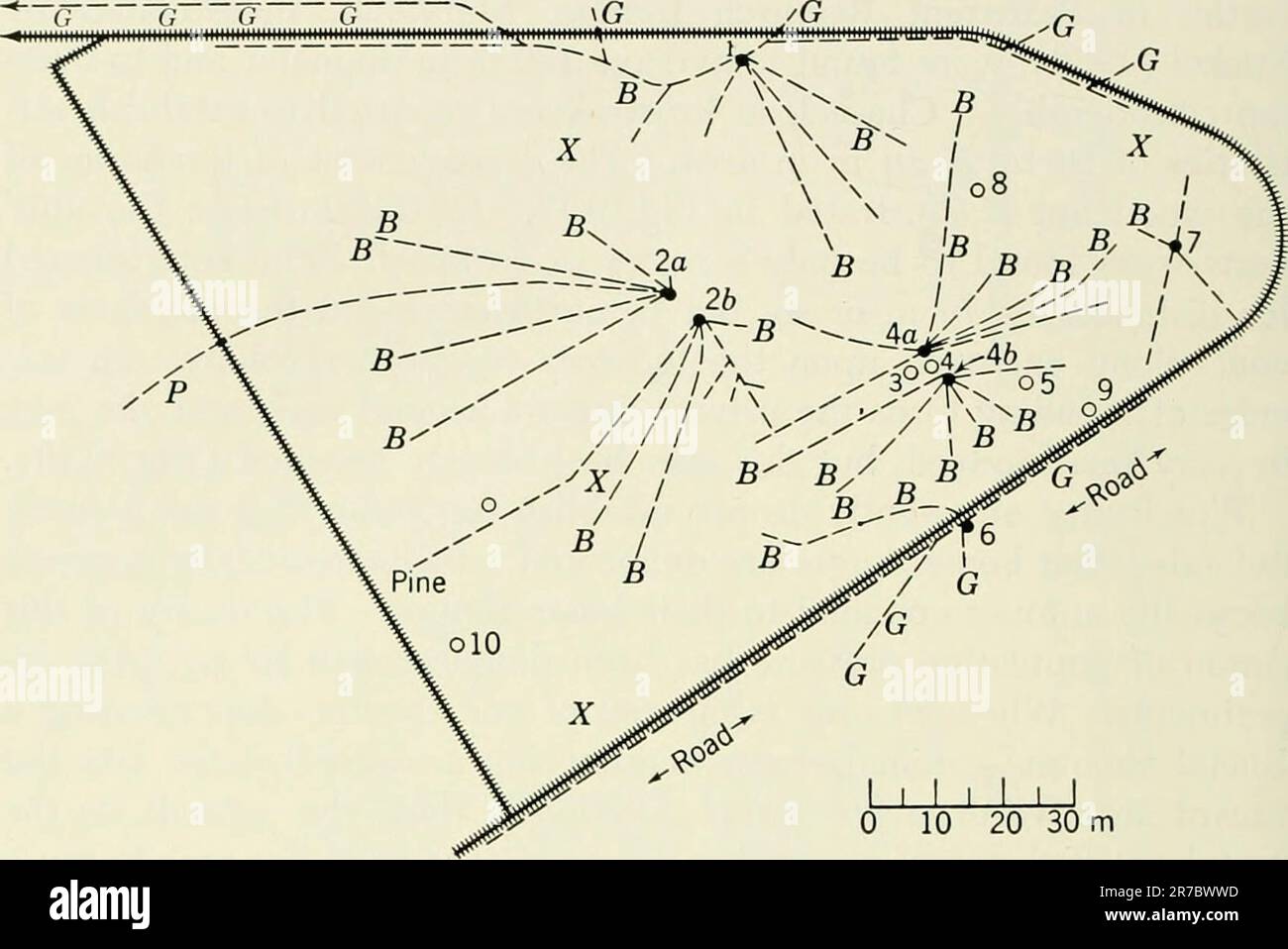 Wood-ant trackways and nests at Picket Hill Stock Photo - Alamy