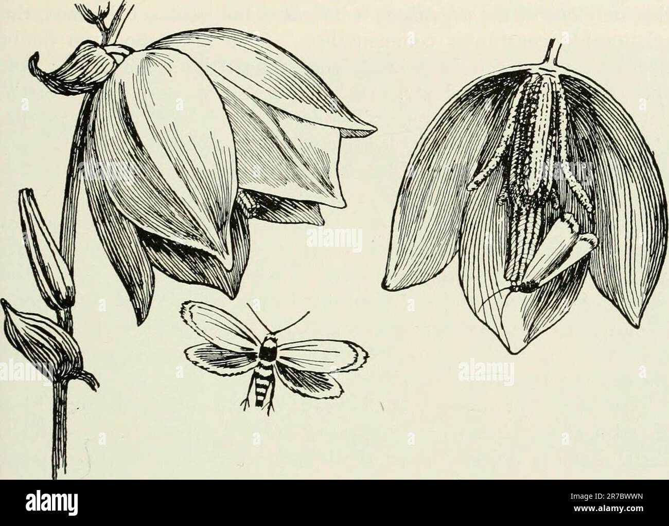 Yucca Moth Life Cycle