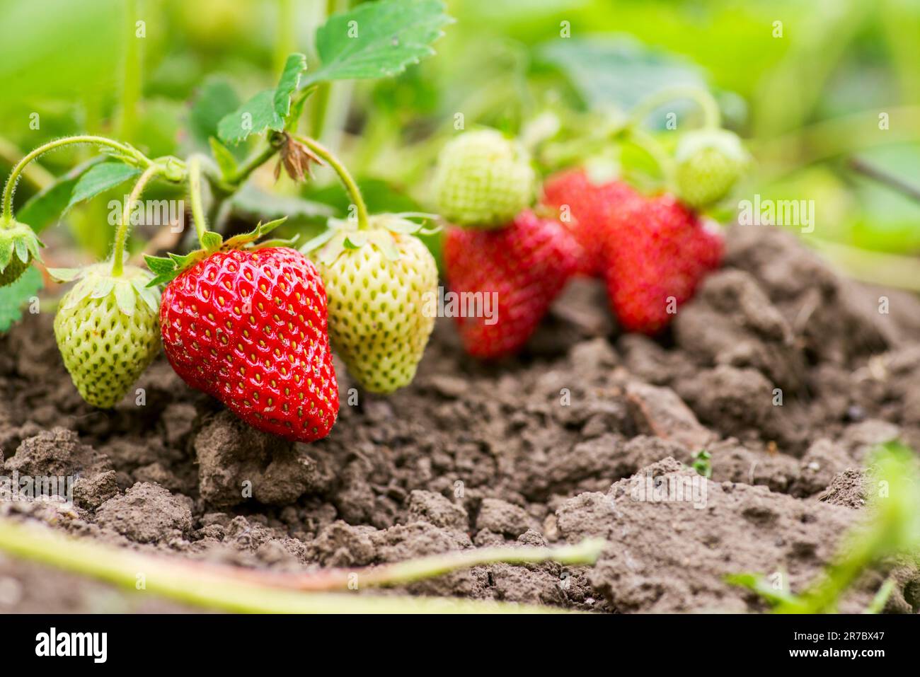 Strawberry plant. Strawberry bush. Strawberries are growing at garden ...