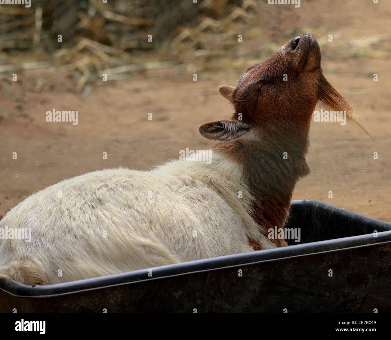A sleeping goat in a rural outdoor setting Stock Photo - Alamy