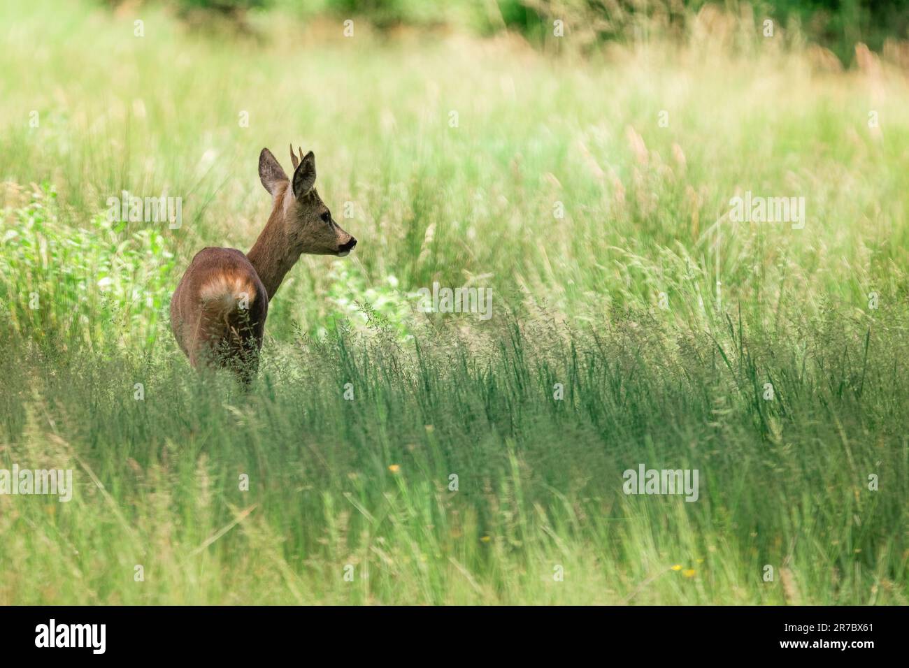Female roe deer in meadowland Stock Photo - Alamy