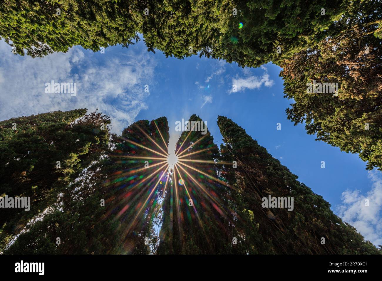 a sunburst is seen through the cypress trees that line the pathway in ...