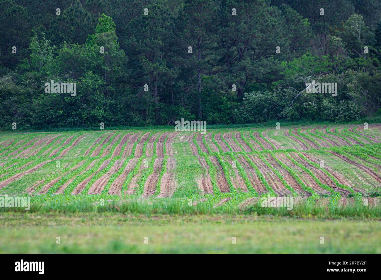 Growing corn plants hi-res stock photography and images - Alamy