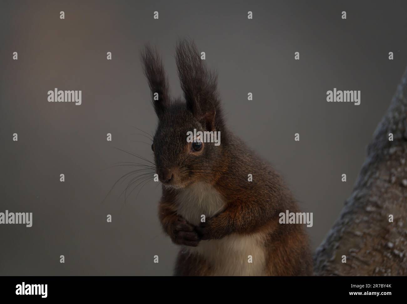 An adorable grey squirrel stands up on its hind legs with its front ...