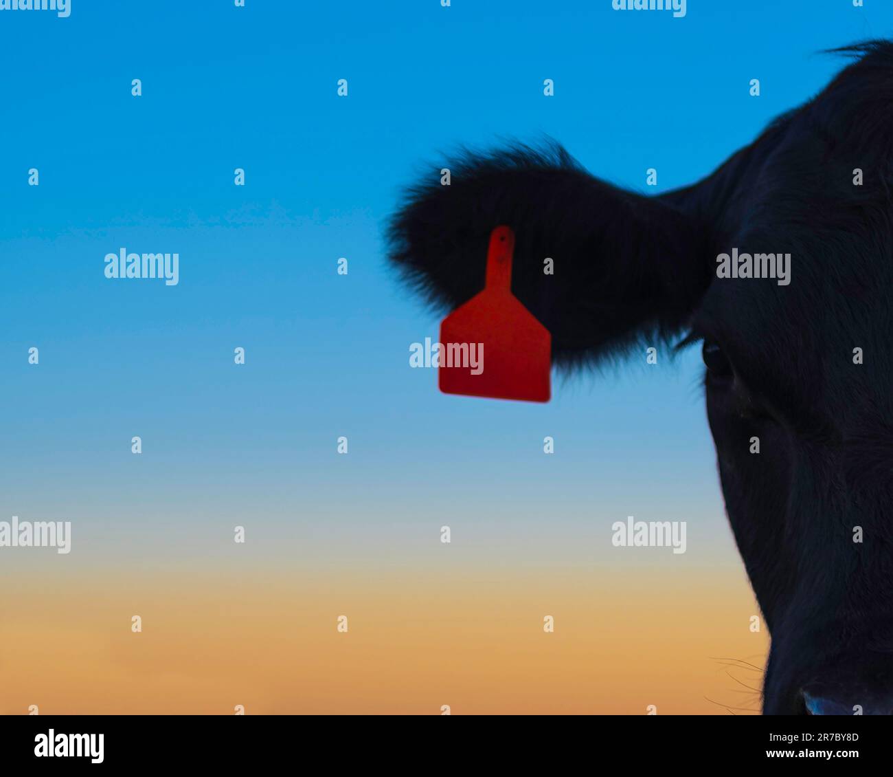 Half face of a black Angus cow against a colorful sunset sky with ...
