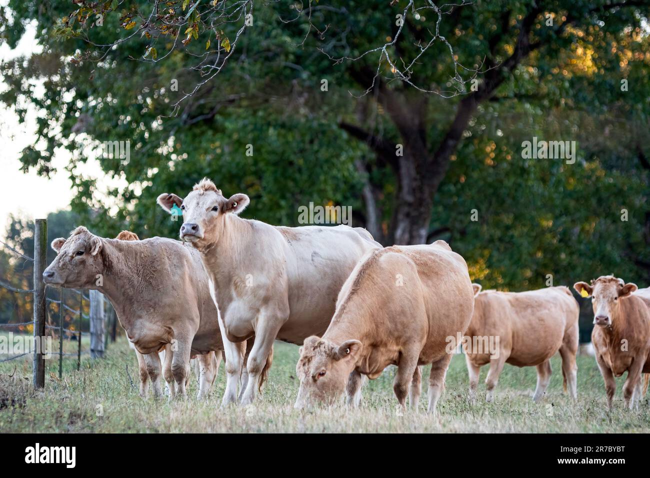 White beef cattle hi-res stock photography and images - Alamy