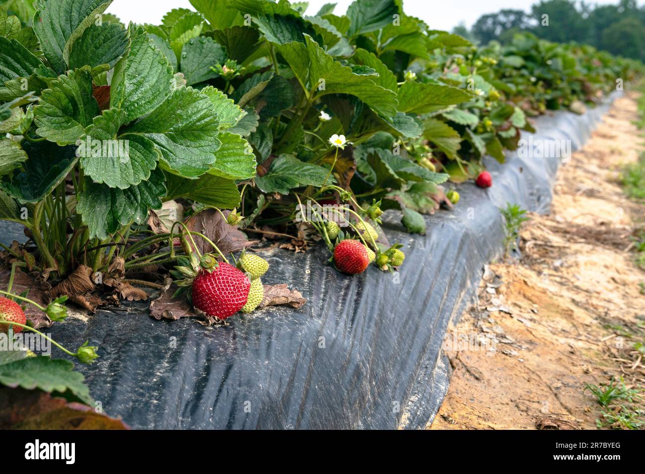 Commercial strawberries (Fragaria ananassa) growing in raised ...