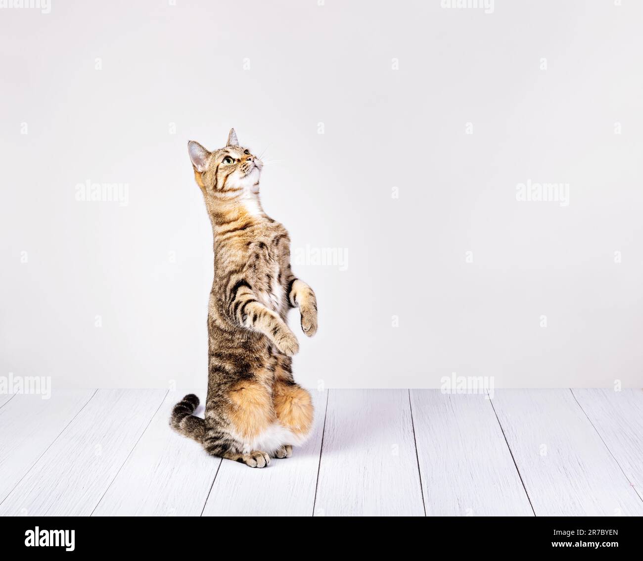 Tabby cat sits up on hind legs hi-res stock photography and images - Alamy