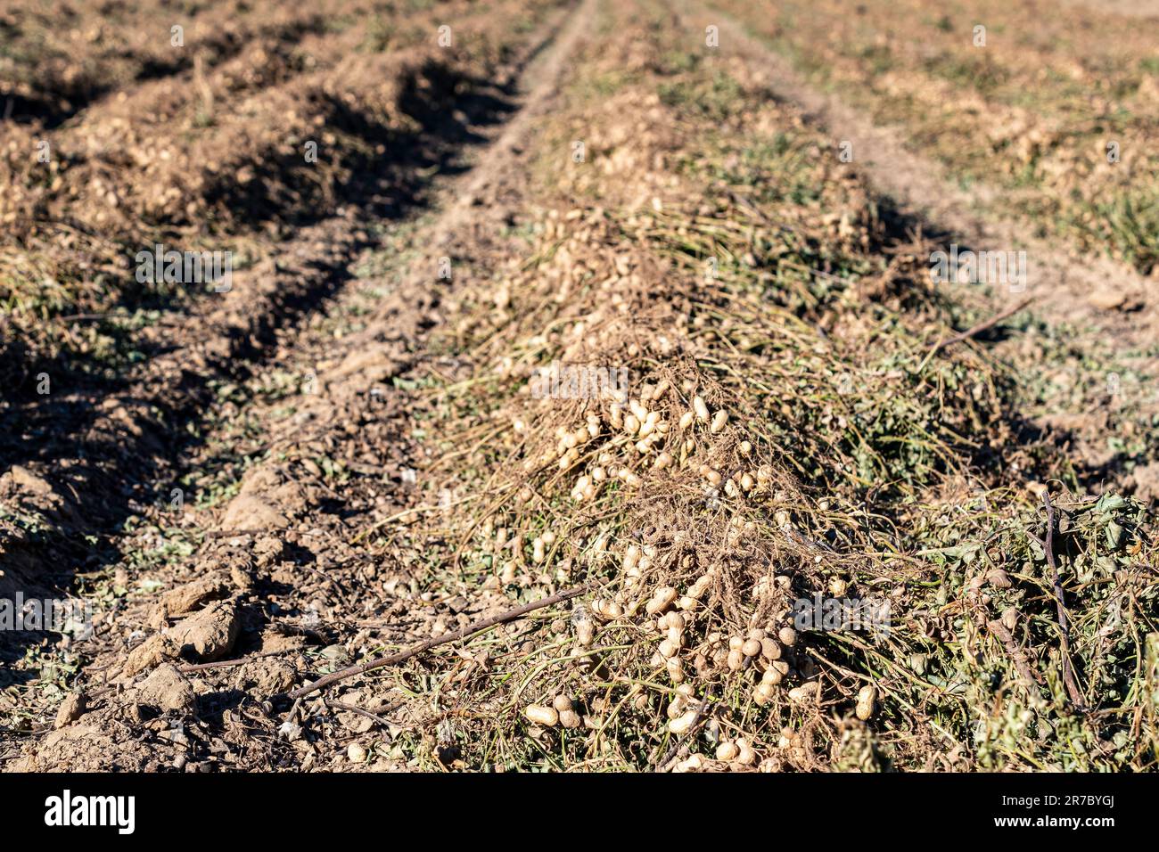 Groundnut field hi-res stock photography and images - Alamy