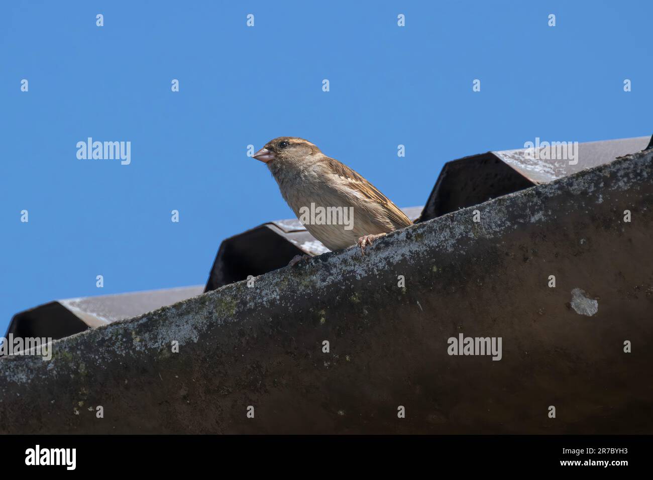 Passerine wildlife hi-res stock photography and images - Alamy