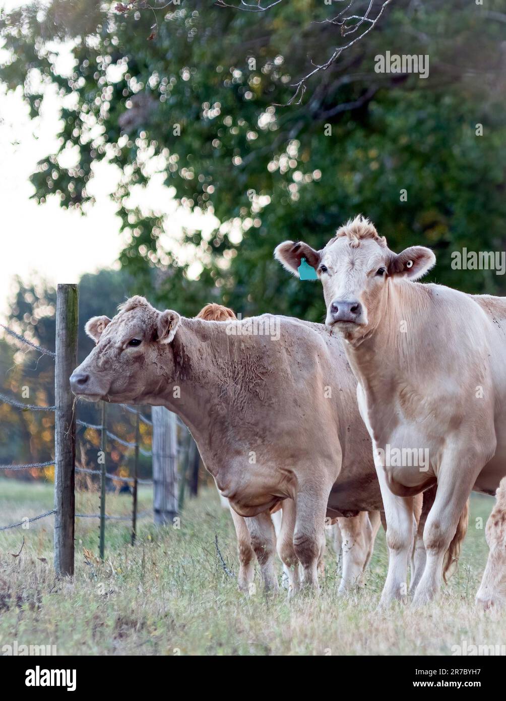 White beef cattle standing along a fenceline with one looking at the ...