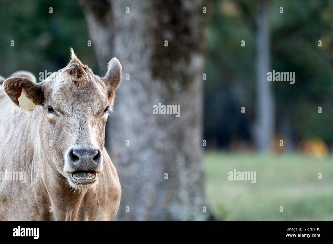 Mature cow with her mouth open appearing to be talking with negative ...