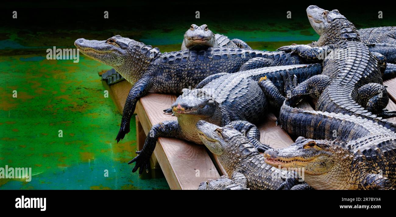 Captive Alligators in United States for Viewing with teeth and jaws ...