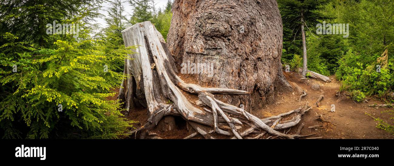 Giant tree and a stump in a clear-cut forest Stock Photo - Alamy