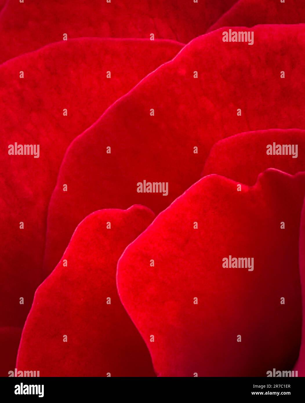 Red petals hi-res stock photography and images - Alamy