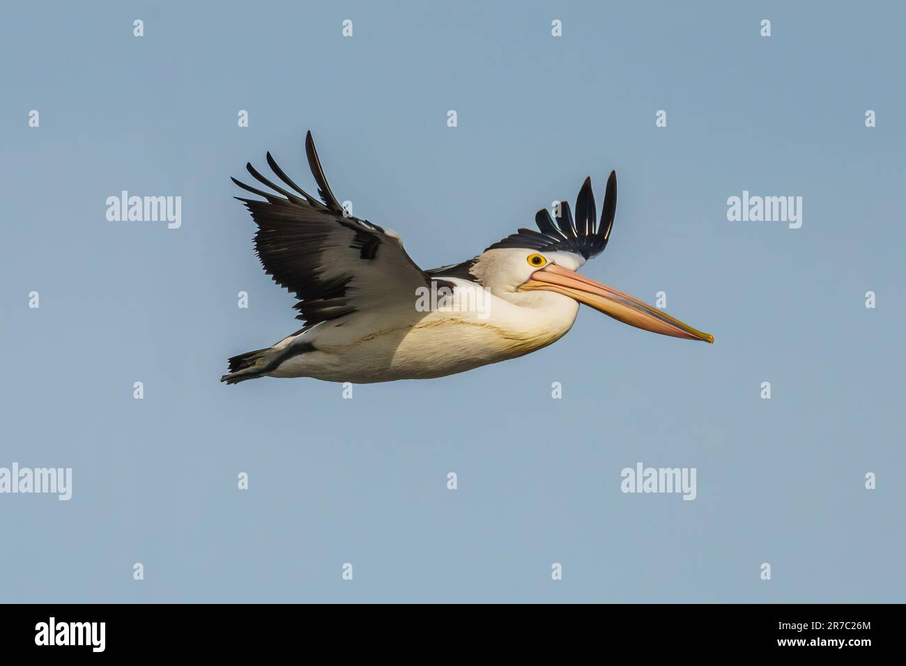 Pelican flying in the Winter blue morning sky at Boggy Creek in ...