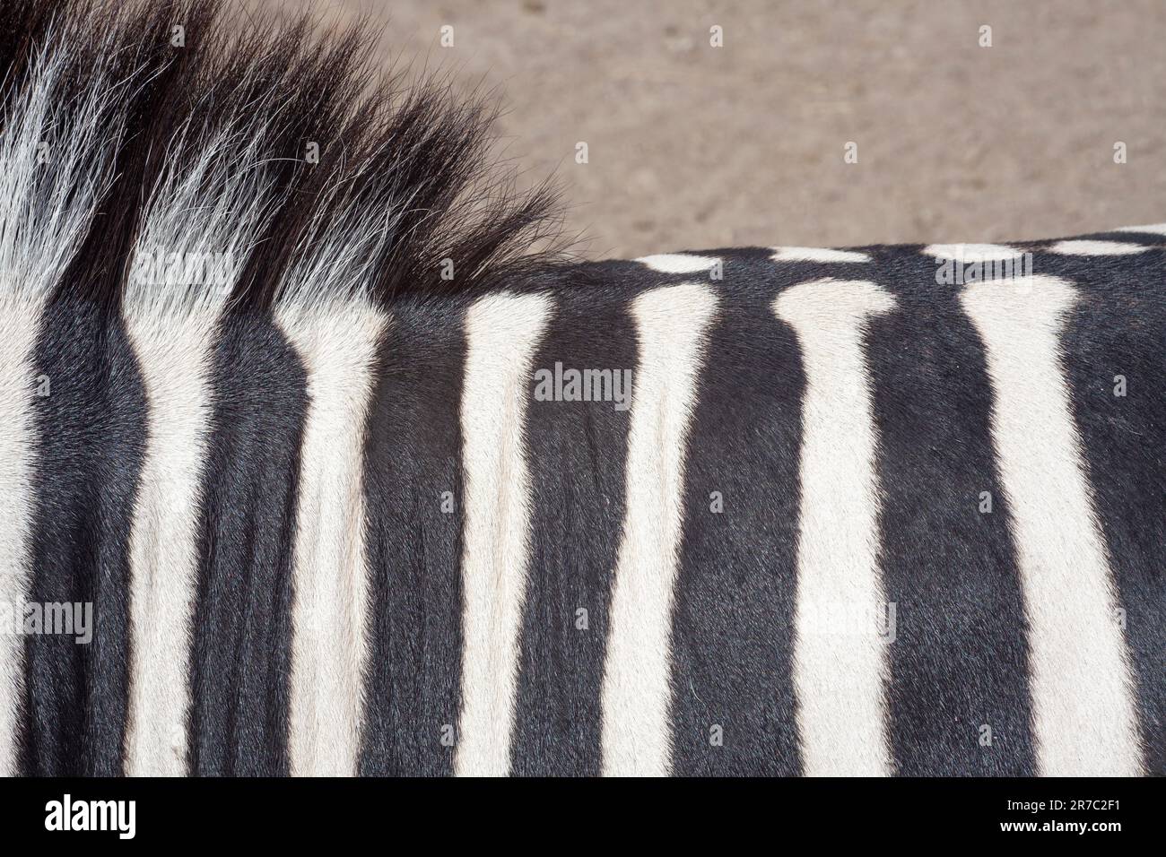 zebra skin texture, wild animal Stock Photo - Alamy