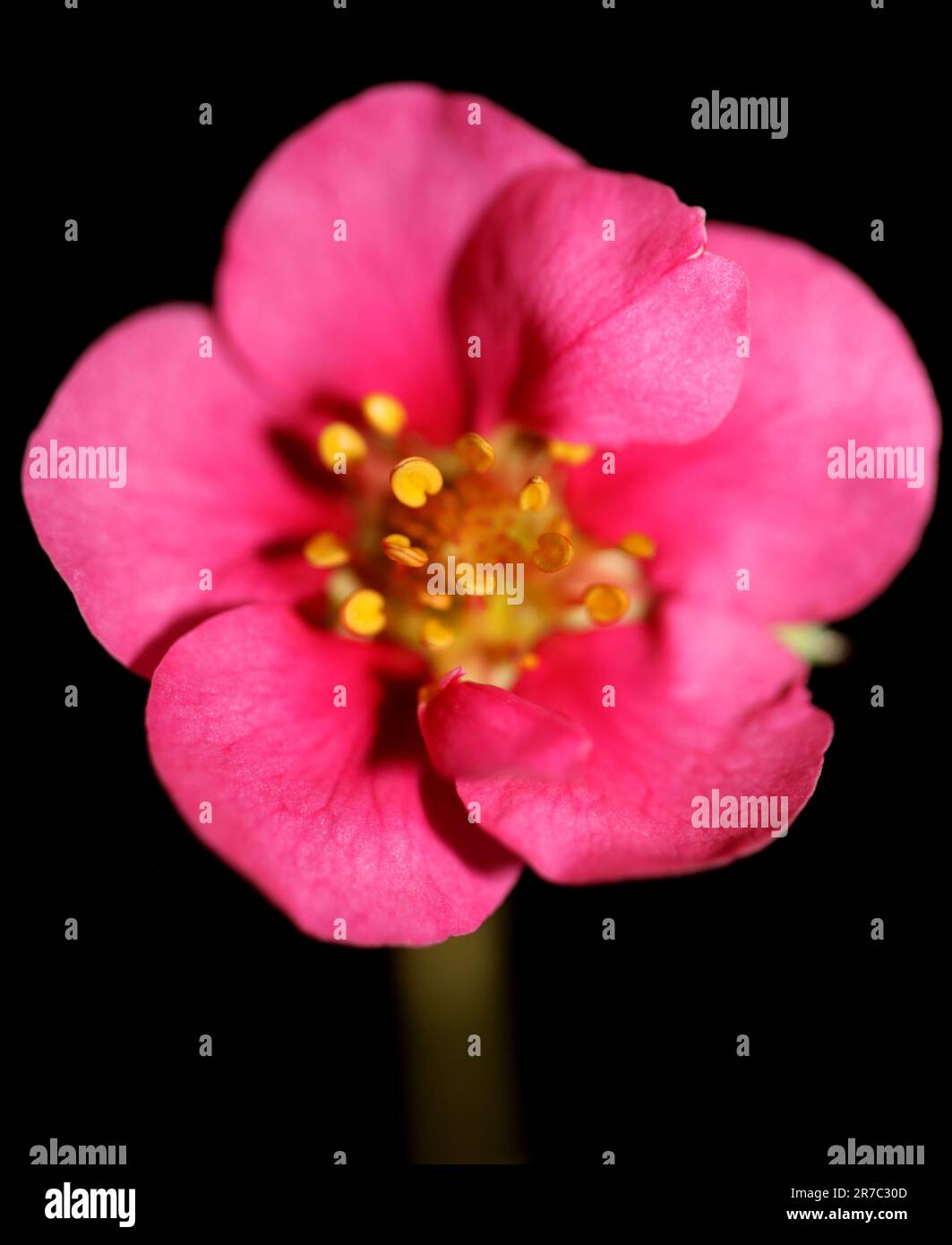 Pink strawberry flower blossom close up botanical background fragaria ...