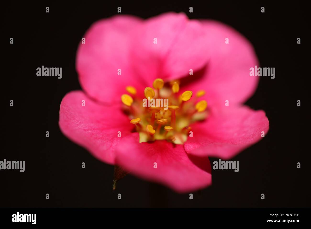 Pink strawberry flower blossom close up botanical background fragaria ...