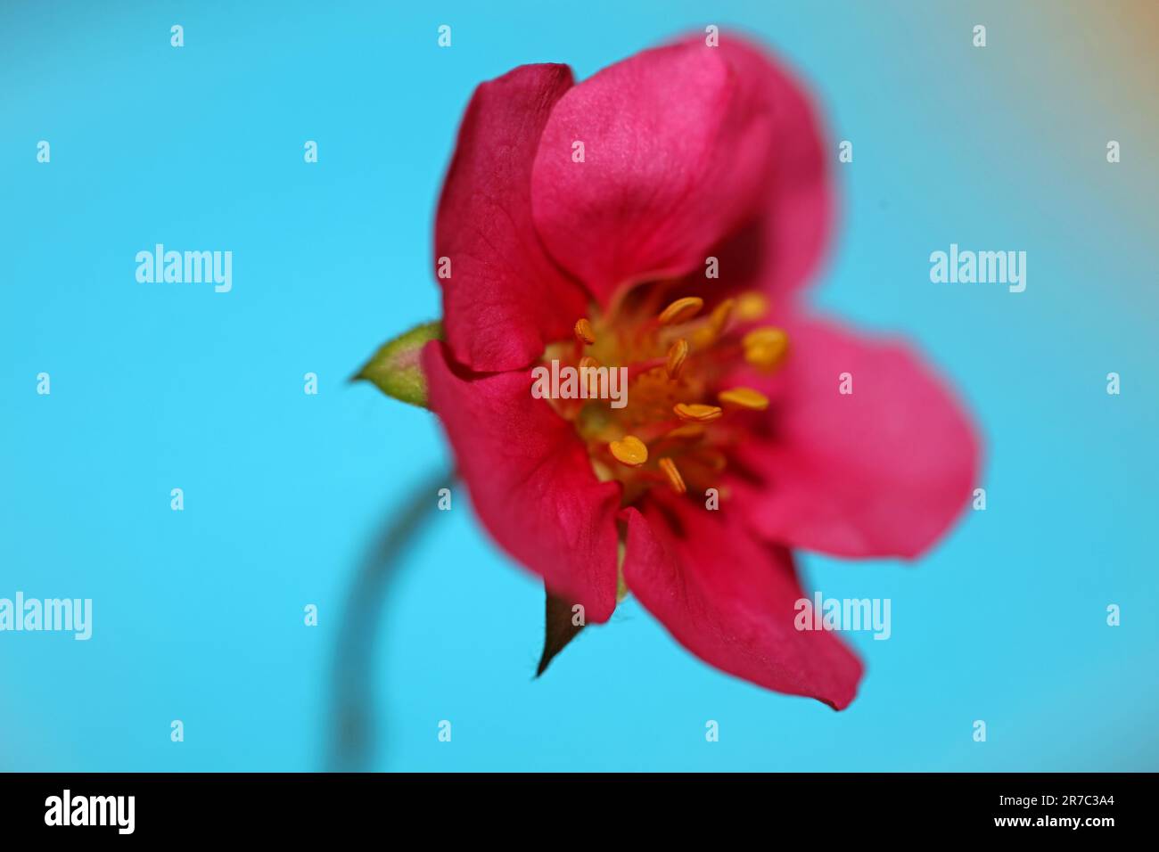 Pink strawberry flower blossom close up botanical background fragaria ...