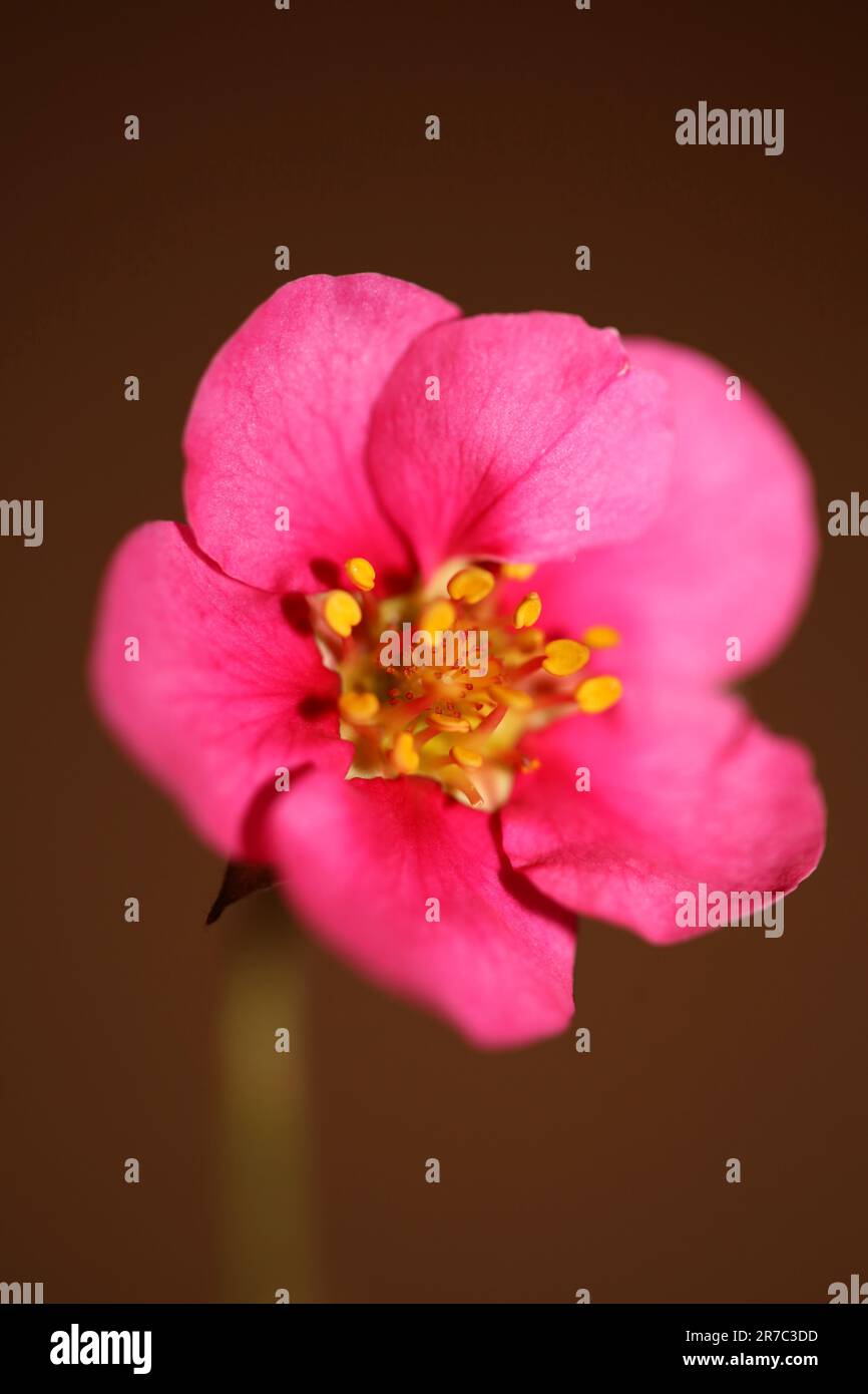 Pink strawberry flower blossom close up botanical background fragaria ...