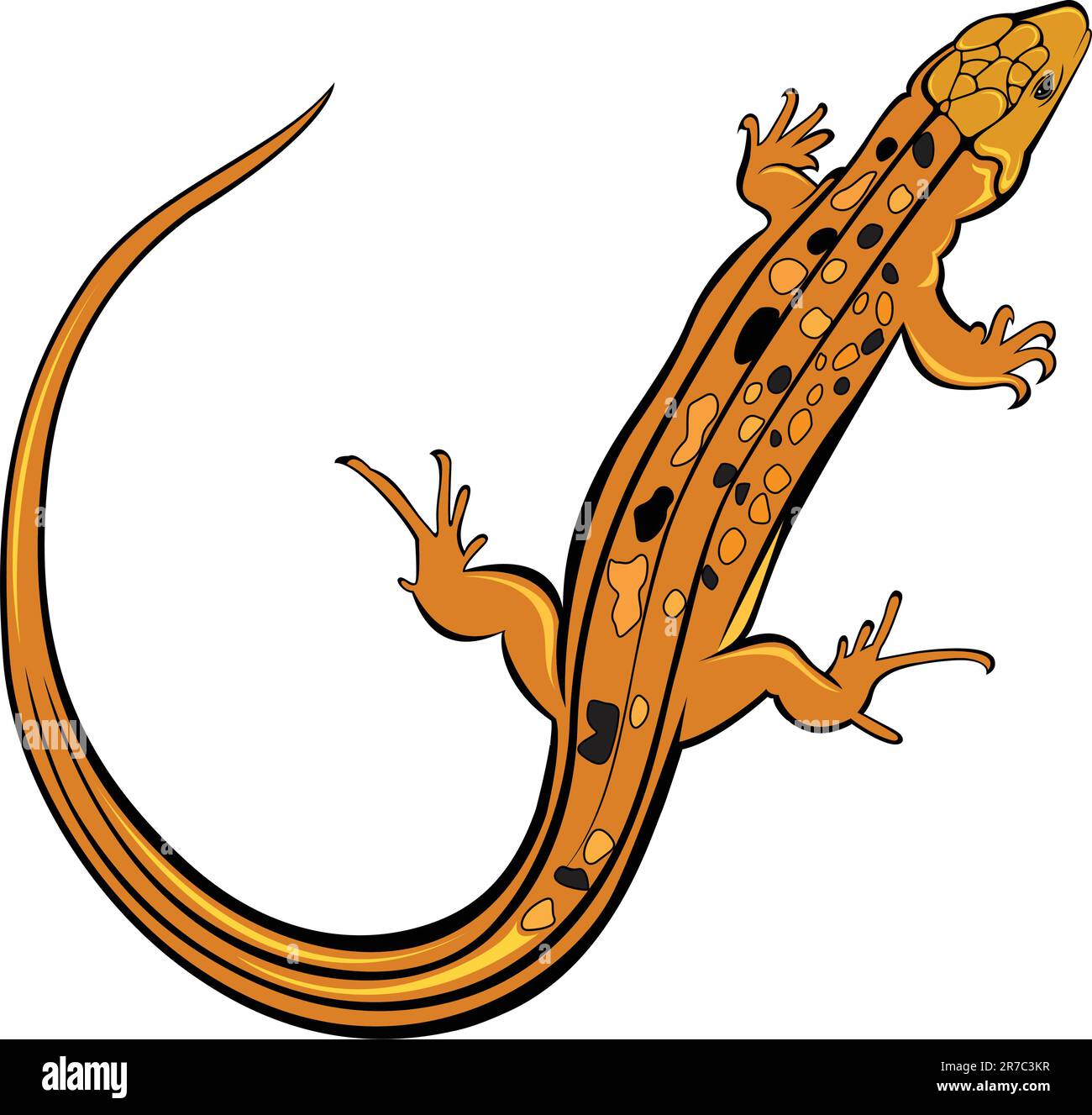 Lizard full body Stock Vector Images - Alamy