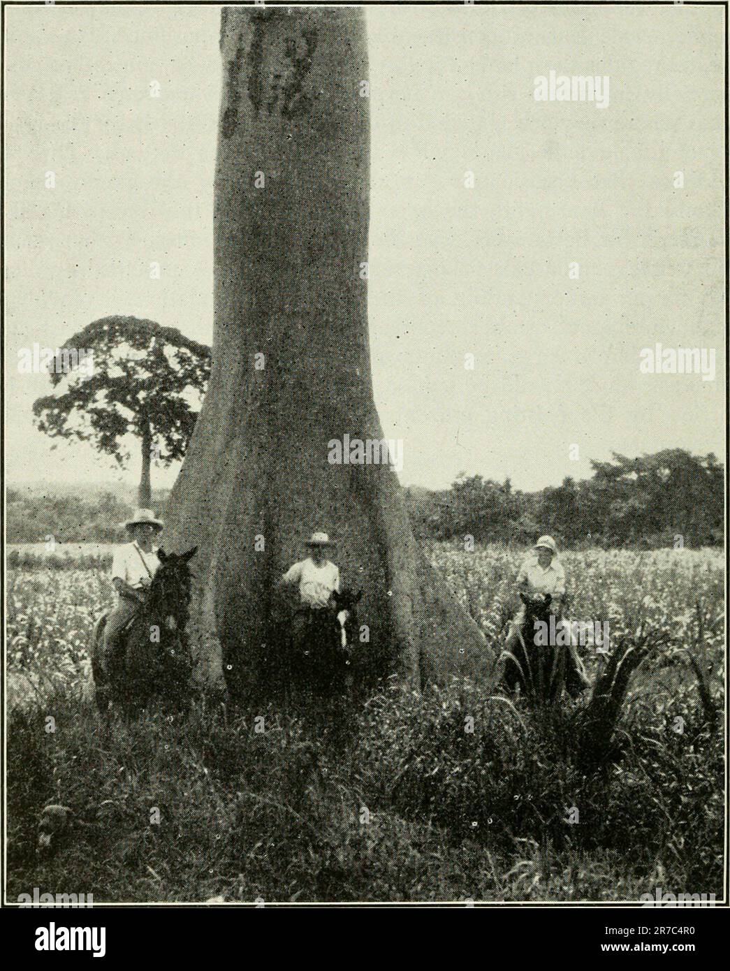 Ceiba cuba hi-res stock photography and images - Alamy