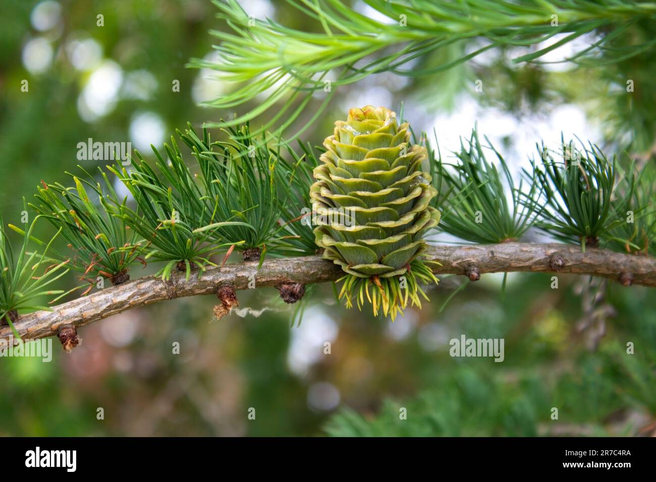 Green cone hi-res stock photography and images - Alamy